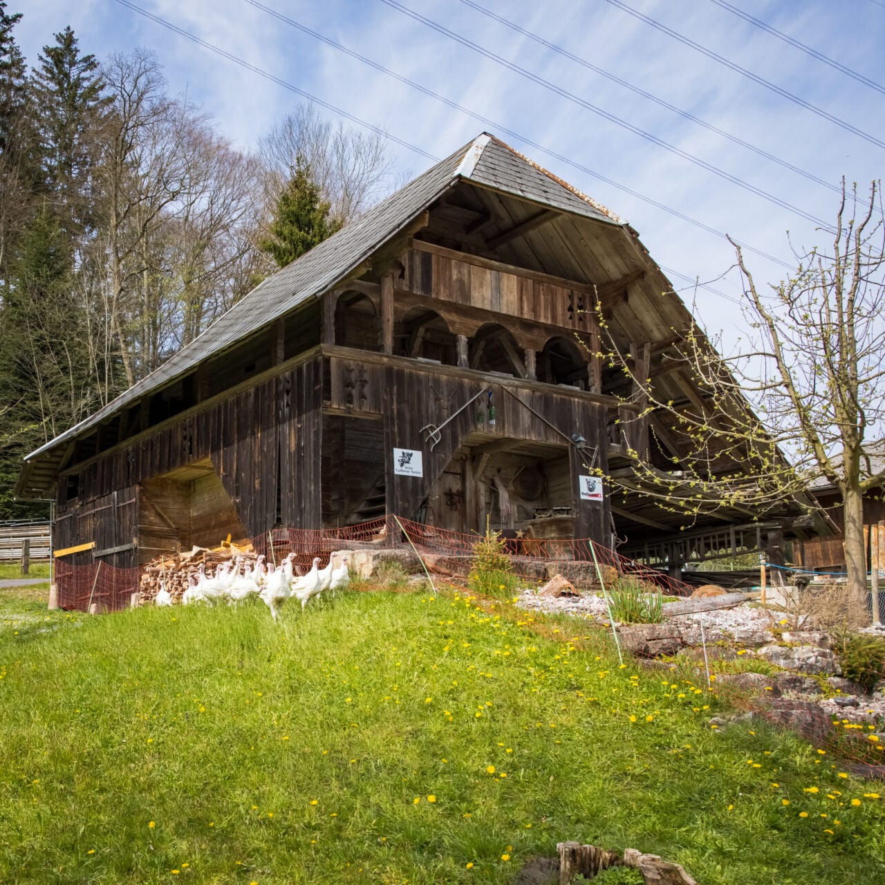 Hof - Burkhard's Galloway-Hof